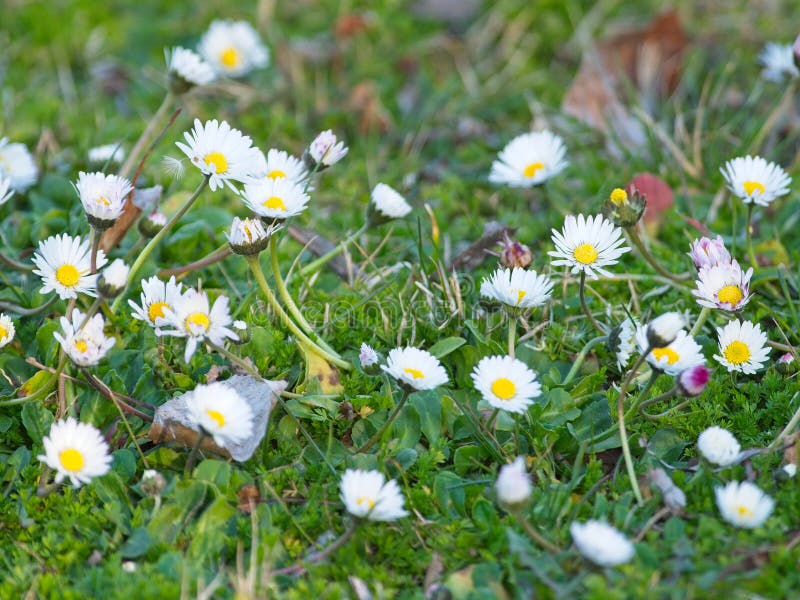 Close Up of the Scene of White Wildflower Fields in Spring Stock Photo ...