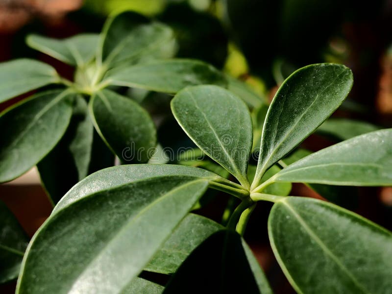 Close Up of a Schefflera Arboricola Leave in the Sunlight Stock Photo ...