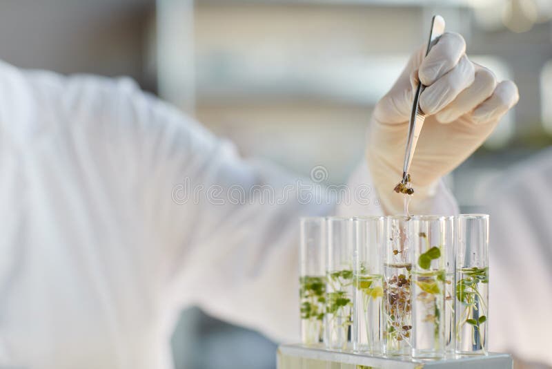Close Up of Scientist Doing Experiments with Plants Stock Photo - Image ...