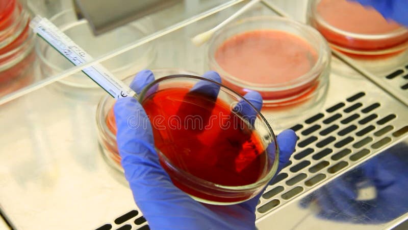 Close Up of Tubes Carrying Fluid To Embryos, Softly Illuminated in a ...