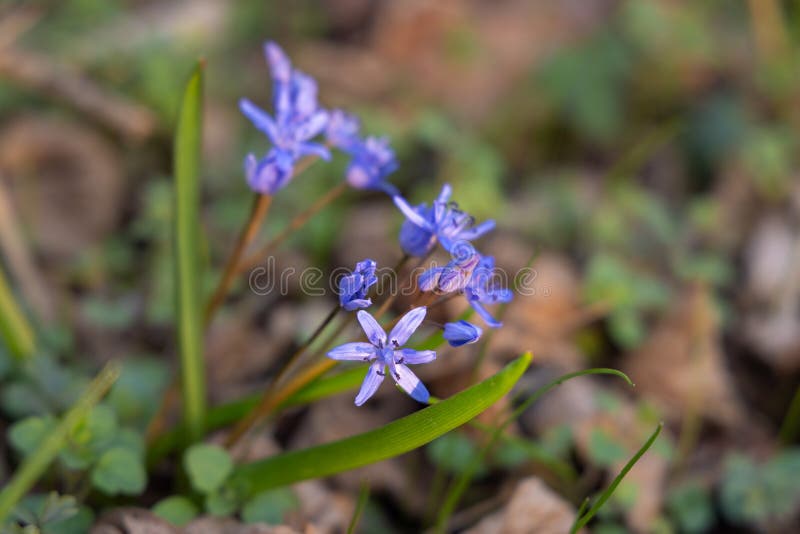 Scilla Bifolia or Alpine Squill or Two-leaf Squill Bright Blue Bell ...