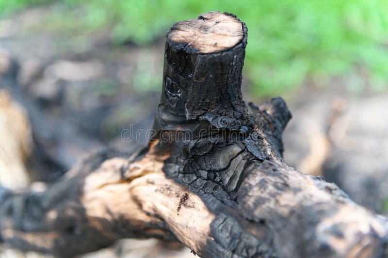 Close Up Scorch Tree Trunk after Burnt in the Forest Stock Image ...