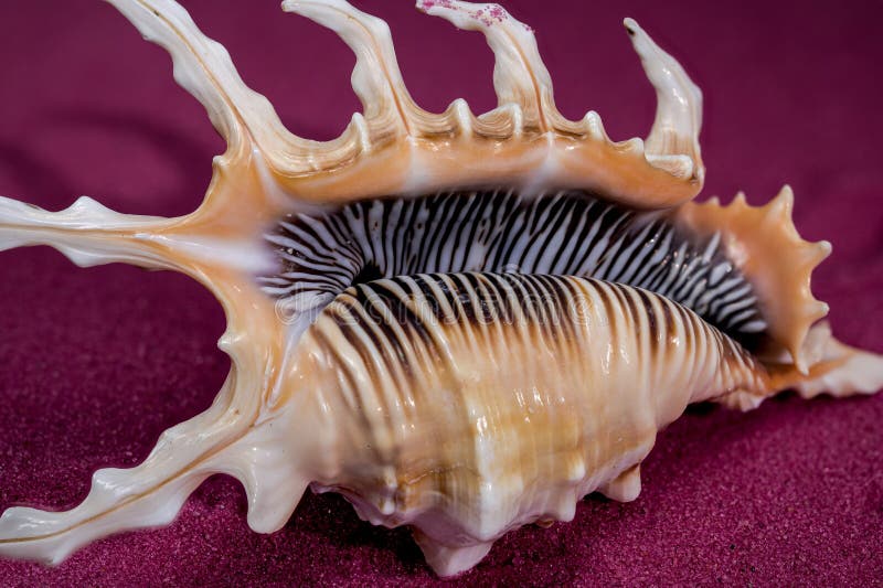 Close Up Vibrant Detailed Seashell White Sand Stock Photos - Free ...