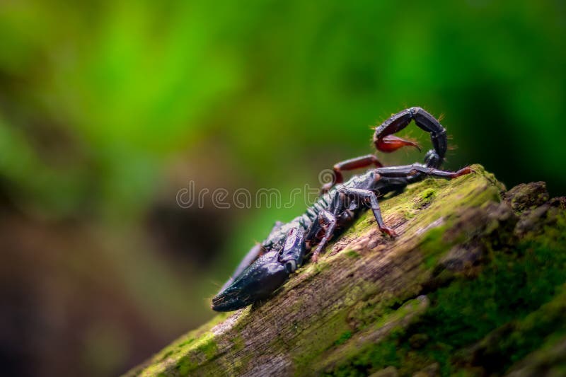 Close Up of Scorpion Crawling on Wood Stock Image - Image of wood, pest ...