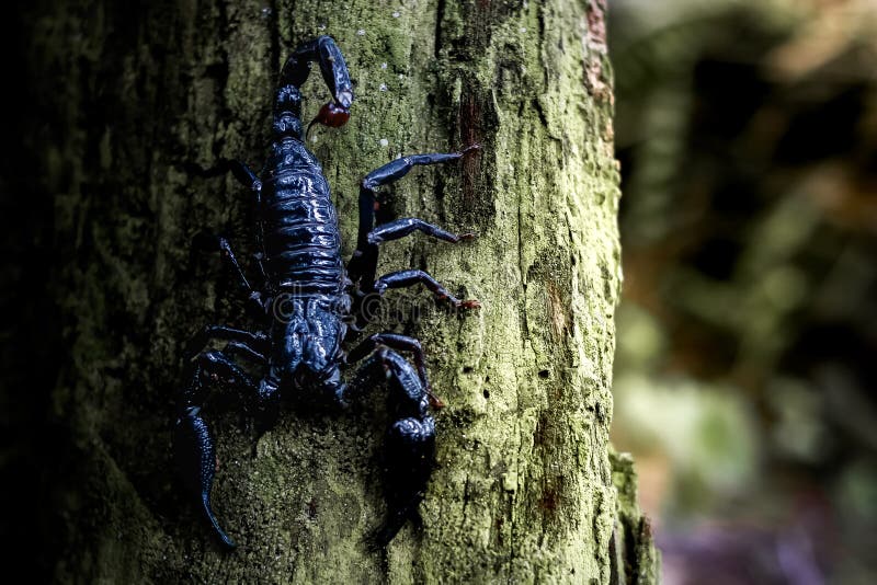 Close Up of Scorpion Crawling on Wood Stock Image - Image of legs ...