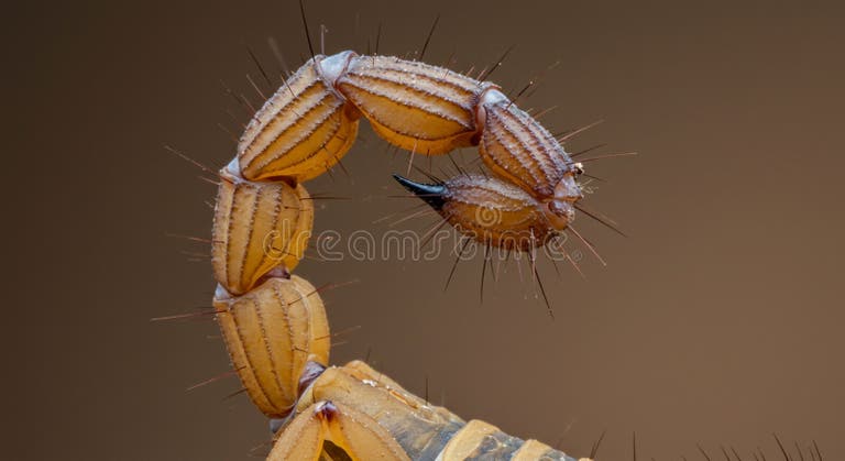 Segmented Tail Stock Illustrations – 1,143 Segmented Tail Stock ...