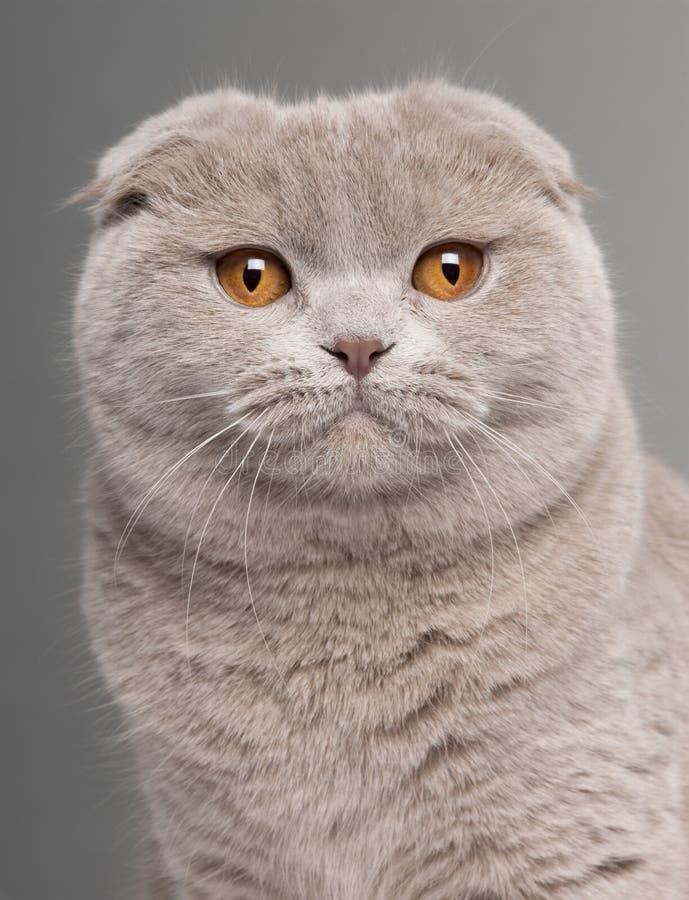 Scottish Fold Cat with Forward-folded Ears Stock Photo - Image of ...