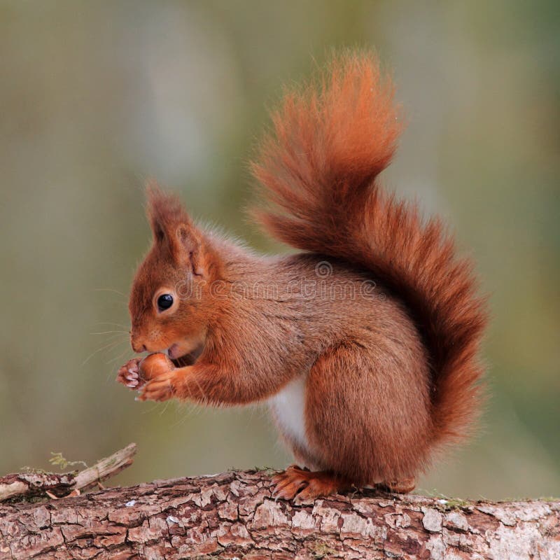 Red Squirrel and Hazelnut stock photo. Image of season - 30068058