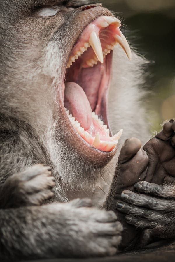 Monkey Baboon Screaming Stock Photos - Free & Royalty-Free Stock Photos ...