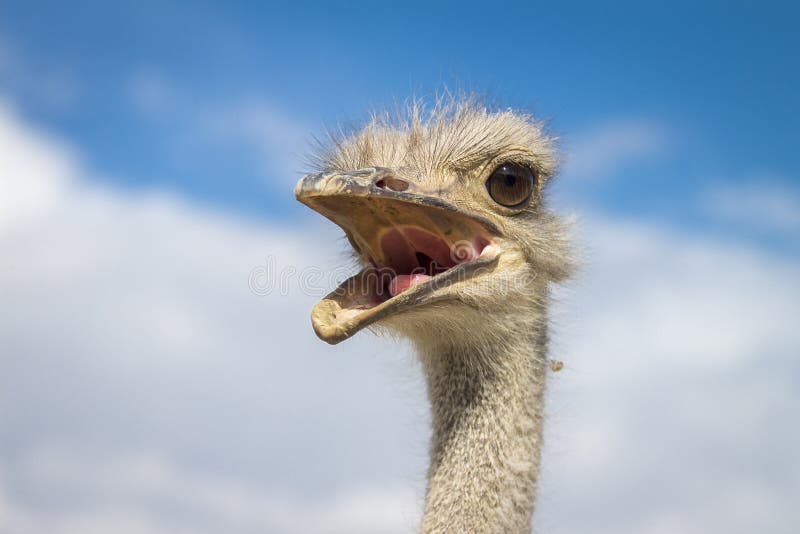 Close-Up of an Ostrich stock image. Image of funny, head - 161217685