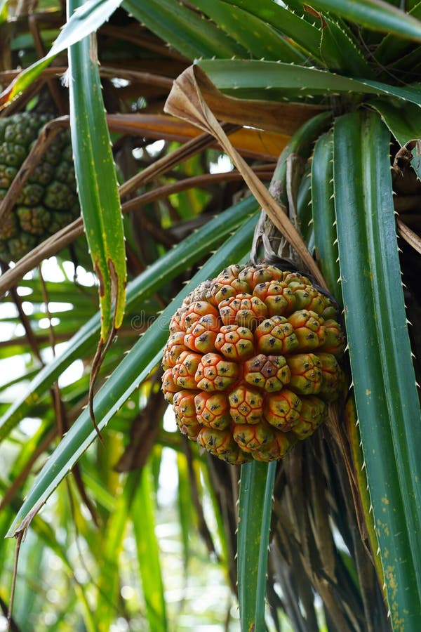 319 Screw Pine Fruit Pandanus Stock Photos - Free & Royalty-Free Stock ...