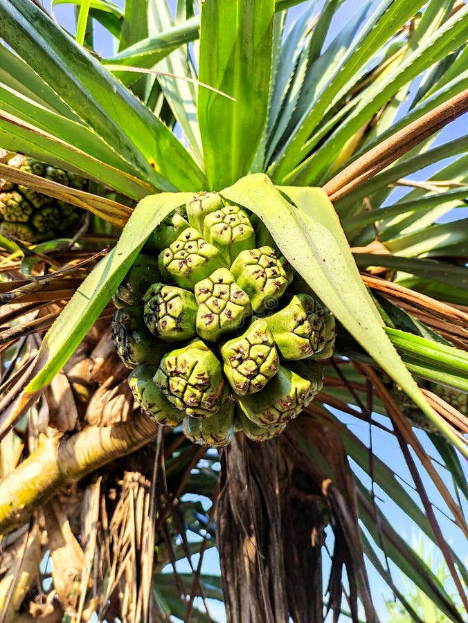 Close-up Screwpine Fruit (Pandanus Tectorius) Stock Photo - Image of ...
