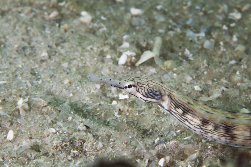 Scribbled Pipefish Stock Photos - Free & Royalty-Free Stock Photos from ...