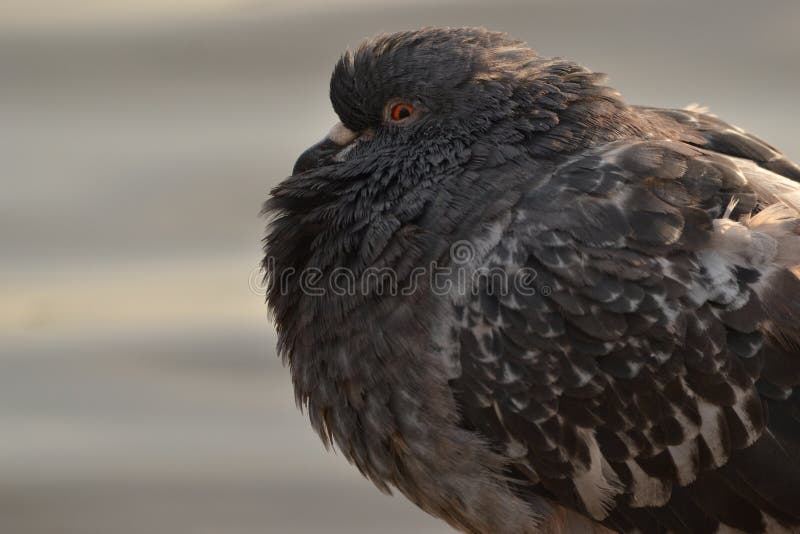 Close Up Scruffy Fat Pigeon Stock Photo - Image of watching, scruffy ...