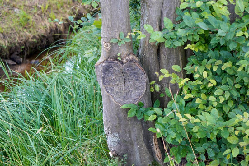 Close Up of a Sculptured Heart Inside a Tree Trunk in the Park with ...