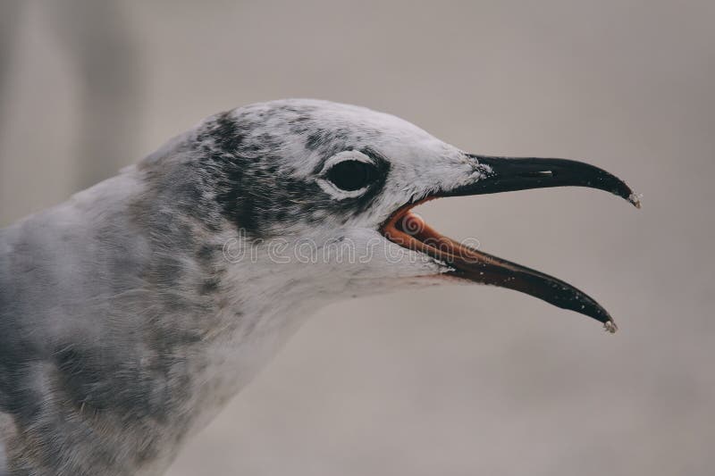 Openbeaks Stock Photos - Free & Royalty-Free Stock Photos from Dreamstime