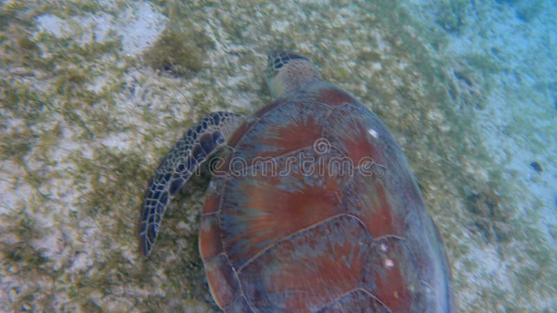 Close-up of a Sea Hawk Turtle Biting Algae on the Sandy Reef Bottom of ...
