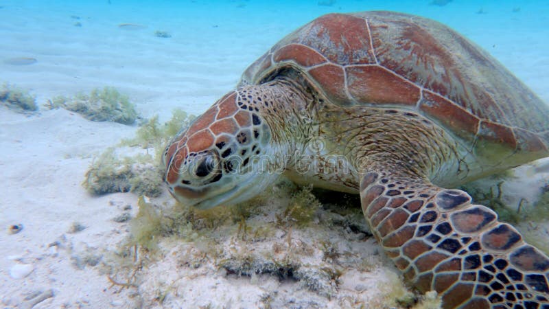 Close-up of a Sea Hawk Turtle Biting Algae on the Sandy Reef Bottom of ...
