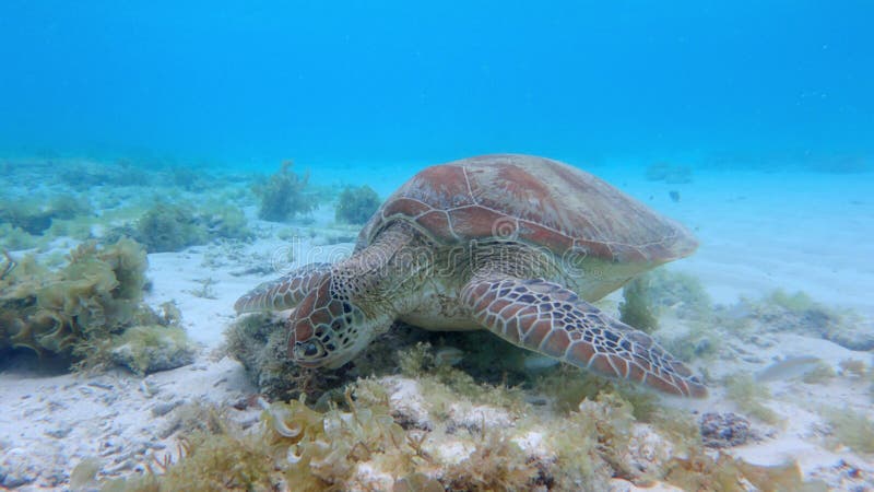 Close-up of a Sea Hawk Turtle Eating Algae on the Sandy Reef Bottom of ...