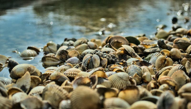 Close Up of Sea Multi Coloured Shells Stock Image - Image of bivalvia ...