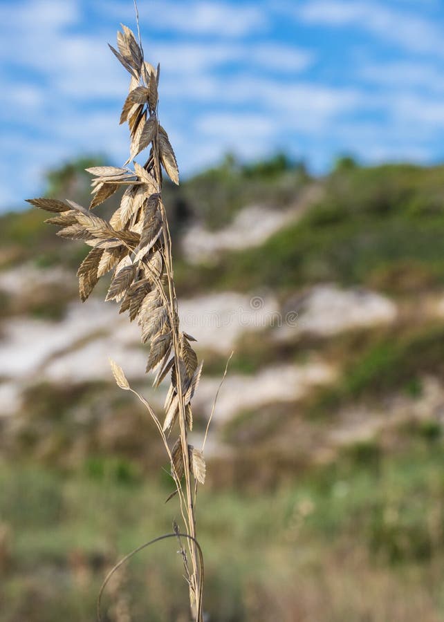 Close-up of a Sea Oat stock image. Image of nature, plant - 91926253