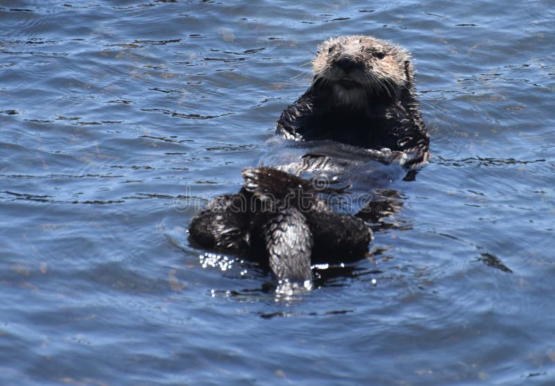 Close Up of a Sea Otter on His Back Stock Photo - Image of baby, wild ...