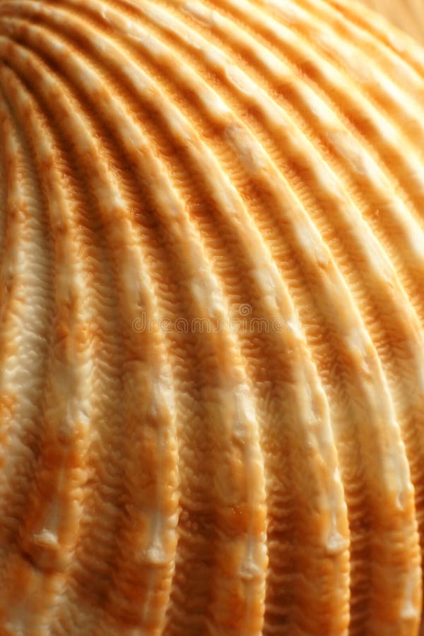 Close-up of a sea shell stock photo. Image of pattern - 19114902