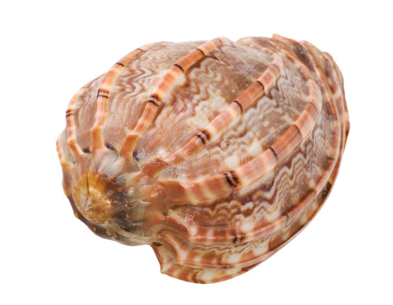 Close-up Of Sea Shell Cutout Picture. Image: 2608470