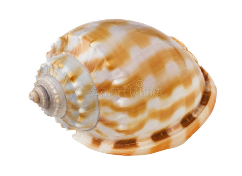 Close-up of a shell stock image. Image of hard, seashell - 5563403