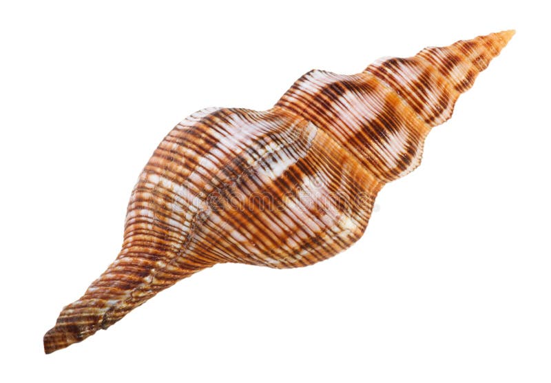 Close-up of a shell stock image. Image of hard, seashell - 5563403