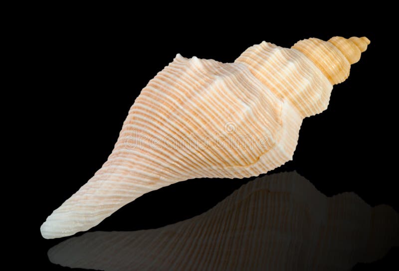 Close-up Of Sea Shell Cutout Picture. Image: 2619139