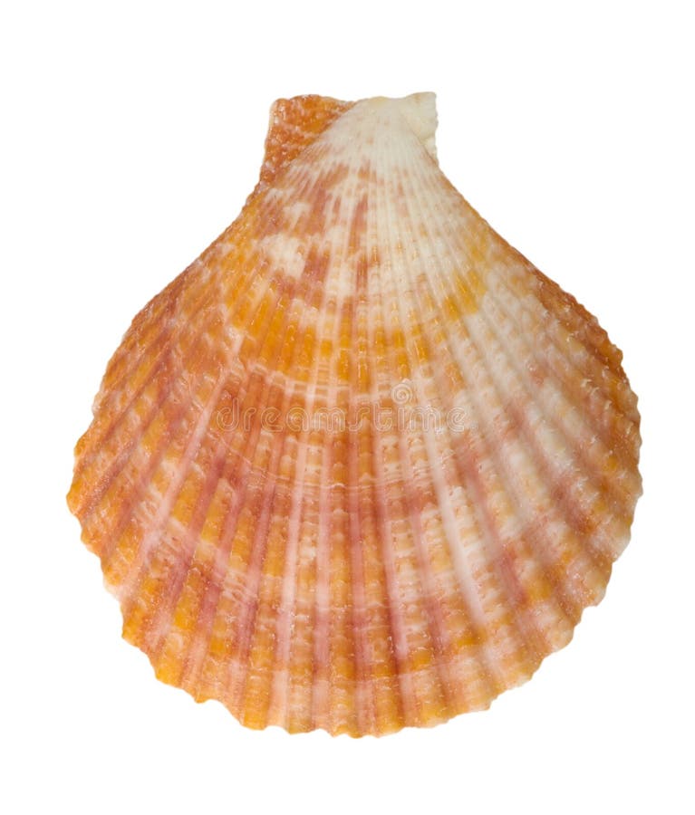 Close-up of Sea Shell Cutout Stock Photo - Image of motley, underwater ...