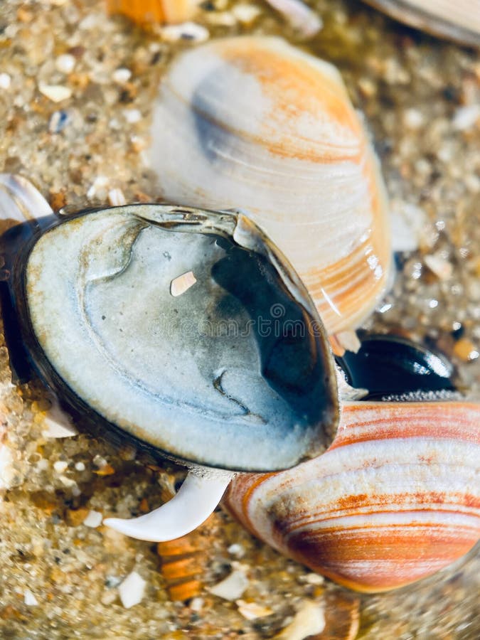 Close-Up of Sea Shell Lying on Sand Stock Image - Image of aquatic ...