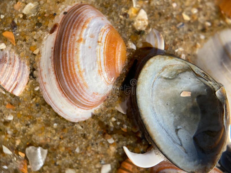 Close-Up of Sea Shell Lying on Sand Stock Photo - Image of sand ...