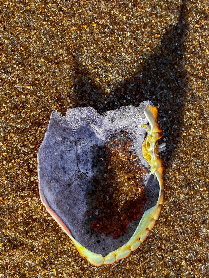 Close-Up of Sea Shell Lying on Sand Stock Image - Image of seashell ...