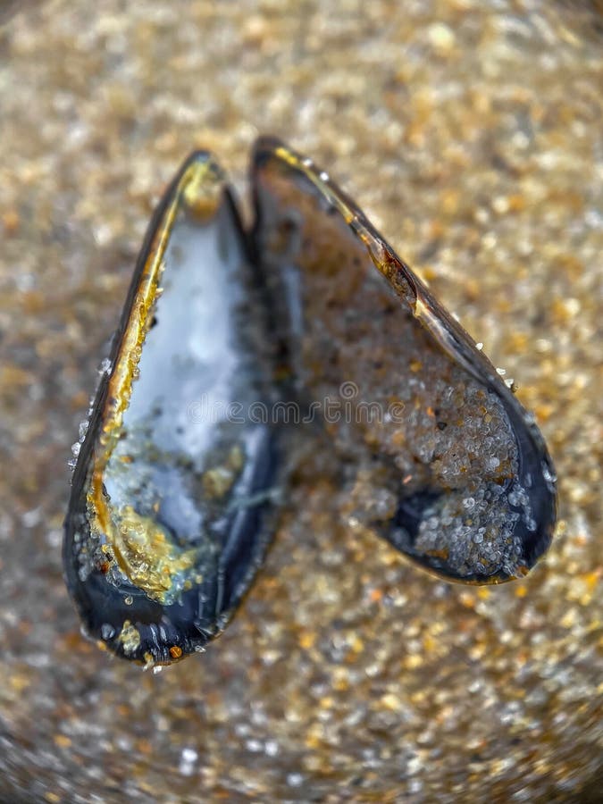 Close-Up of Sea Shell Lying on Sand Stock Photo - Image of relaxation ...