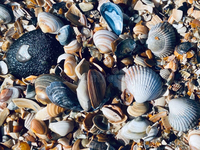 Close-Up of Sea Shell Lying on Sand Stock Image - Image of concept ...