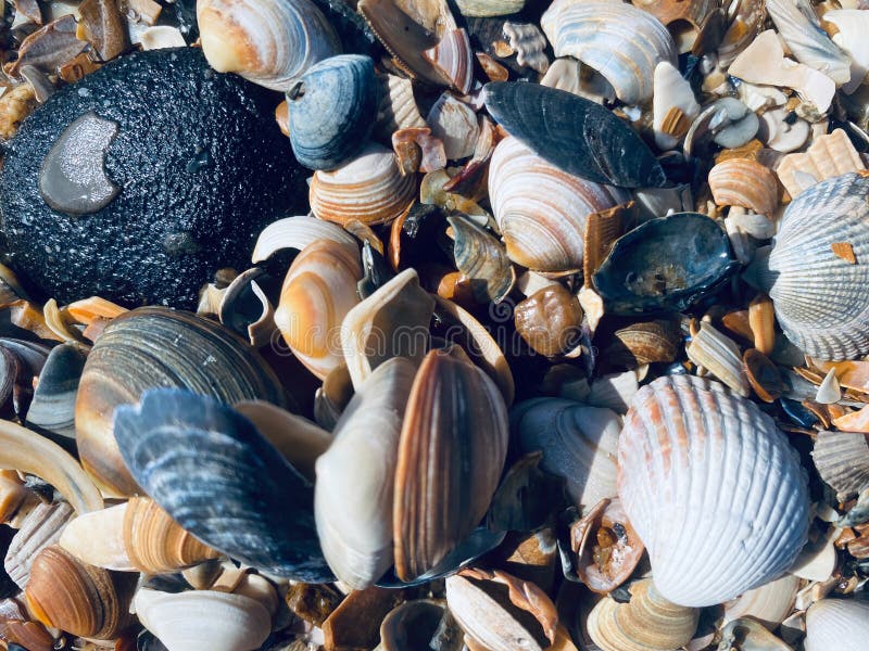 Close-Up of Sea Shell Lying on Sand Stock Image - Image of shore ...