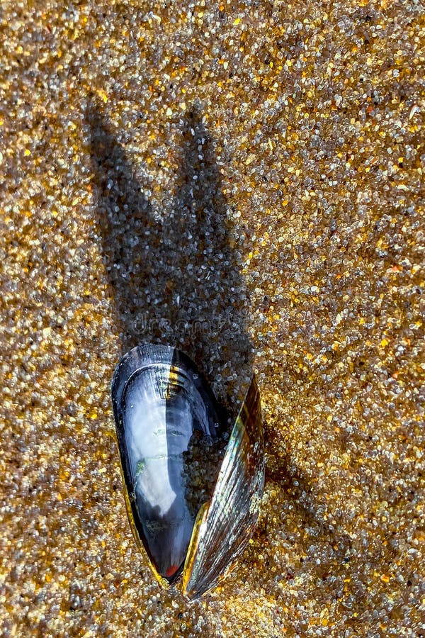 Close-Up of Sea Shell Lying on Sand Stock Image - Image of seashell ...