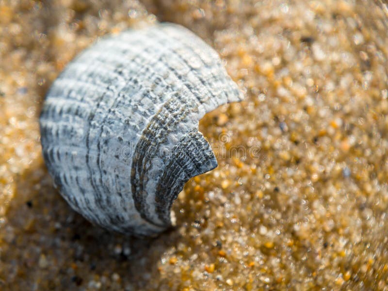 Close-Up of Sea Shell Lying on Sand at Beach Stock Photo - Image of ...