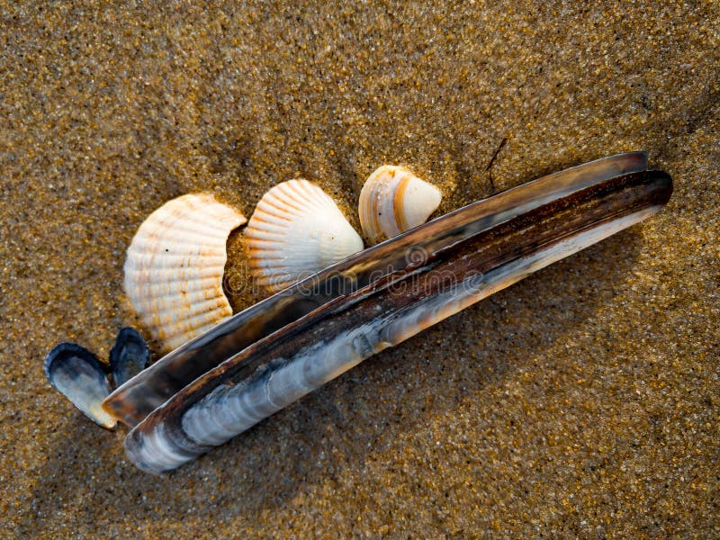 Close-Up of Sea Shell Lying on Sand at Beach Stock Photo - Image of ...