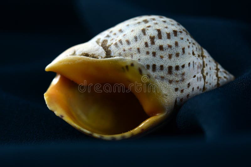 A Close Up on a Sea Shell on a Marble Surface. Lovely Texture of the ...