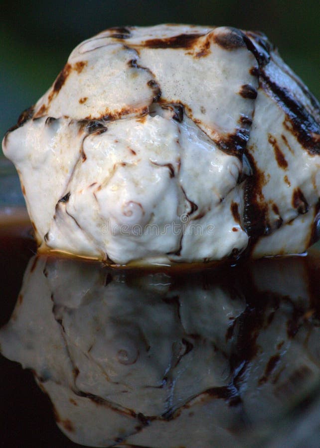 Close up of Seashell stock photo. Image of black, nature - 43349666