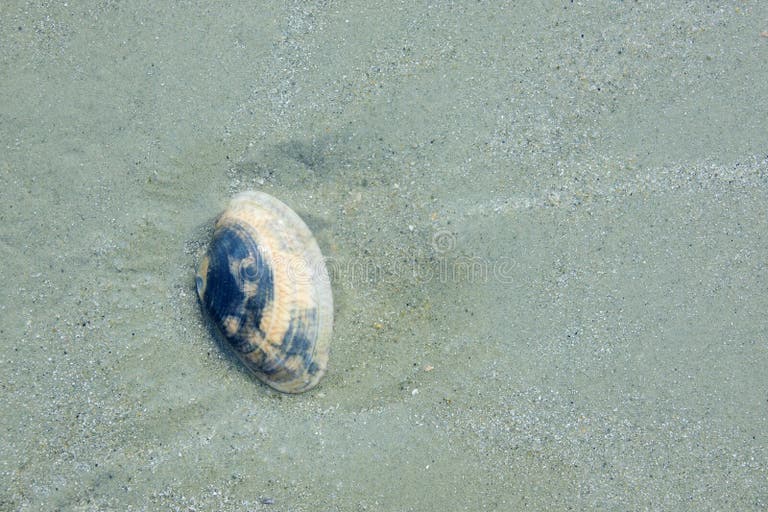 Sea shell stock photo. Image of shell, wildlife, beach - 356883726
