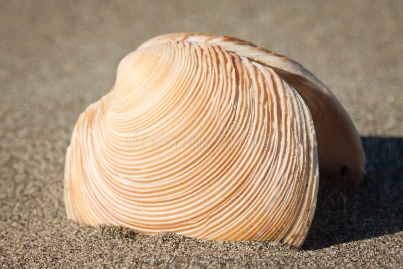 Close-up of sea-shell stock image. Image of copyspace - 30884335