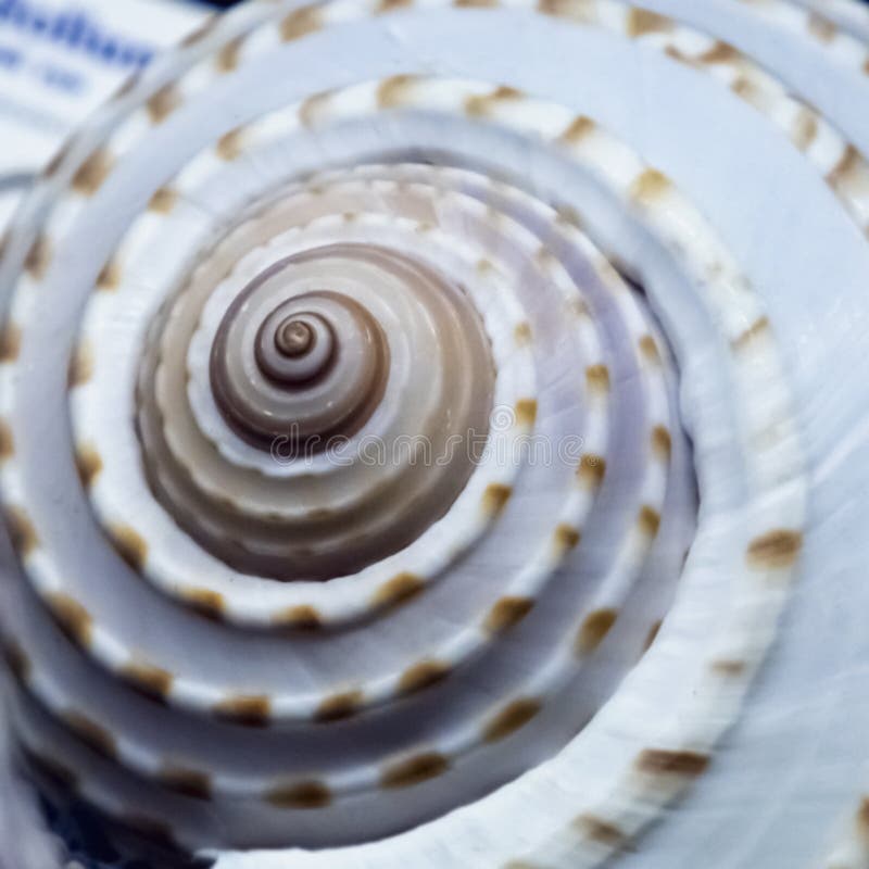Close Up Sea Shell Texture. Background for Design Stock Image - Image ...