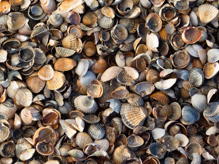 Close-up Sea Shell Texture for Design Stock Image - Image of rock ...