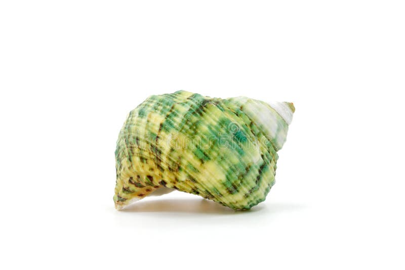 Close up Sea shell stock photo. Image of isolated, shape - 84221572