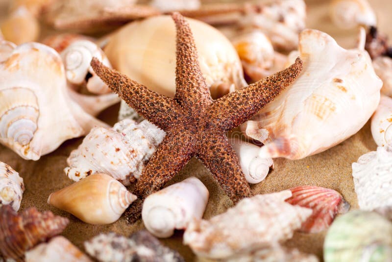 Close Up of Sea Shells with Sand Stock Photo - Image of macro, beach ...