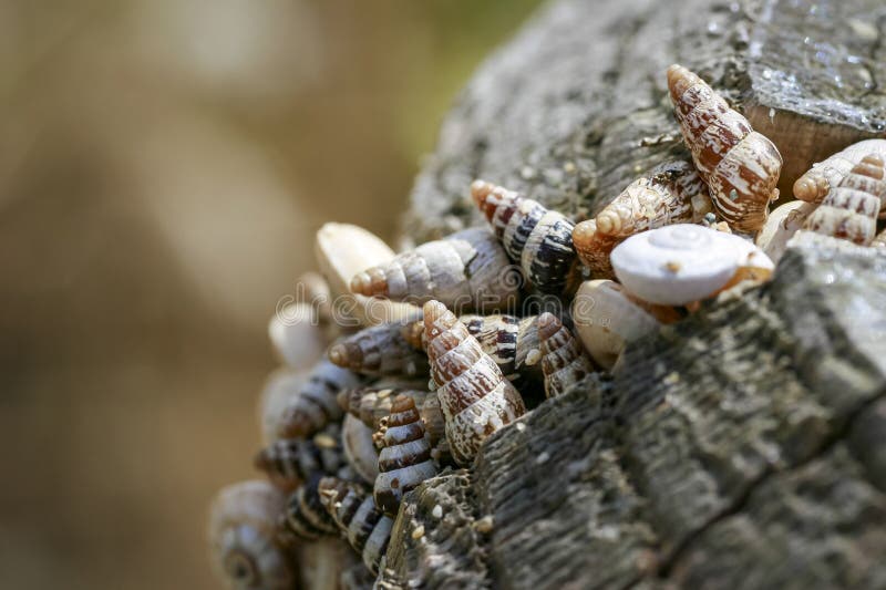 Close Up on Sea Shells on a Trunk Stock Image - Image of mollusk, wood ...